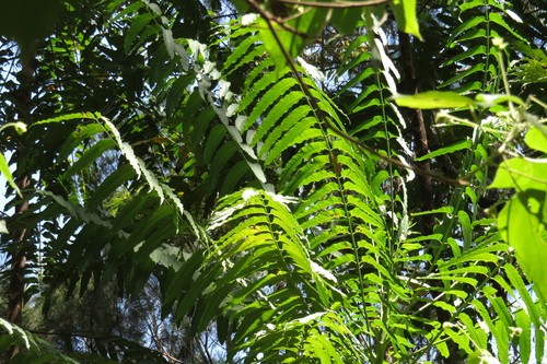 Polyscias murrayi - PictureThis