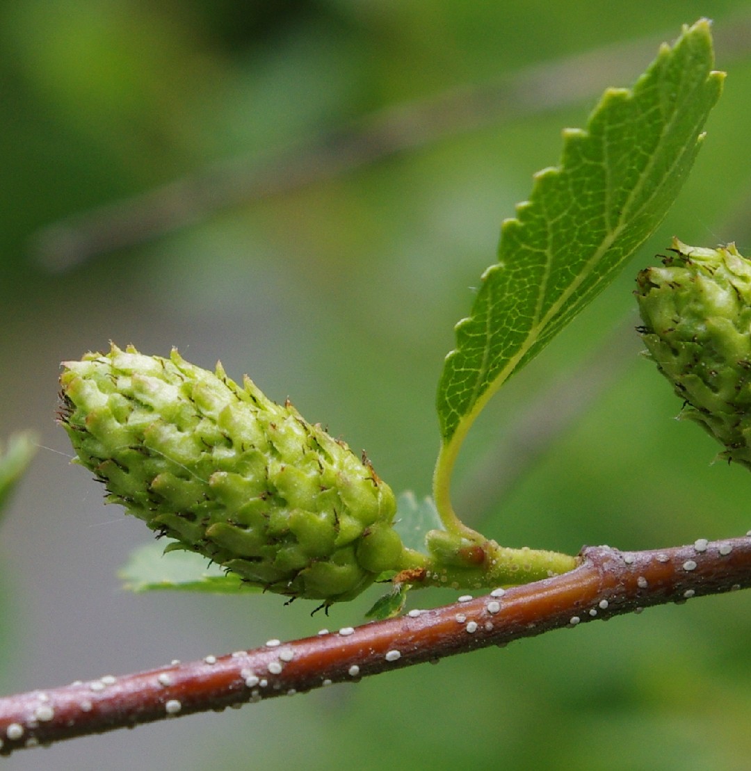 Betula glandulosa - PictureThis