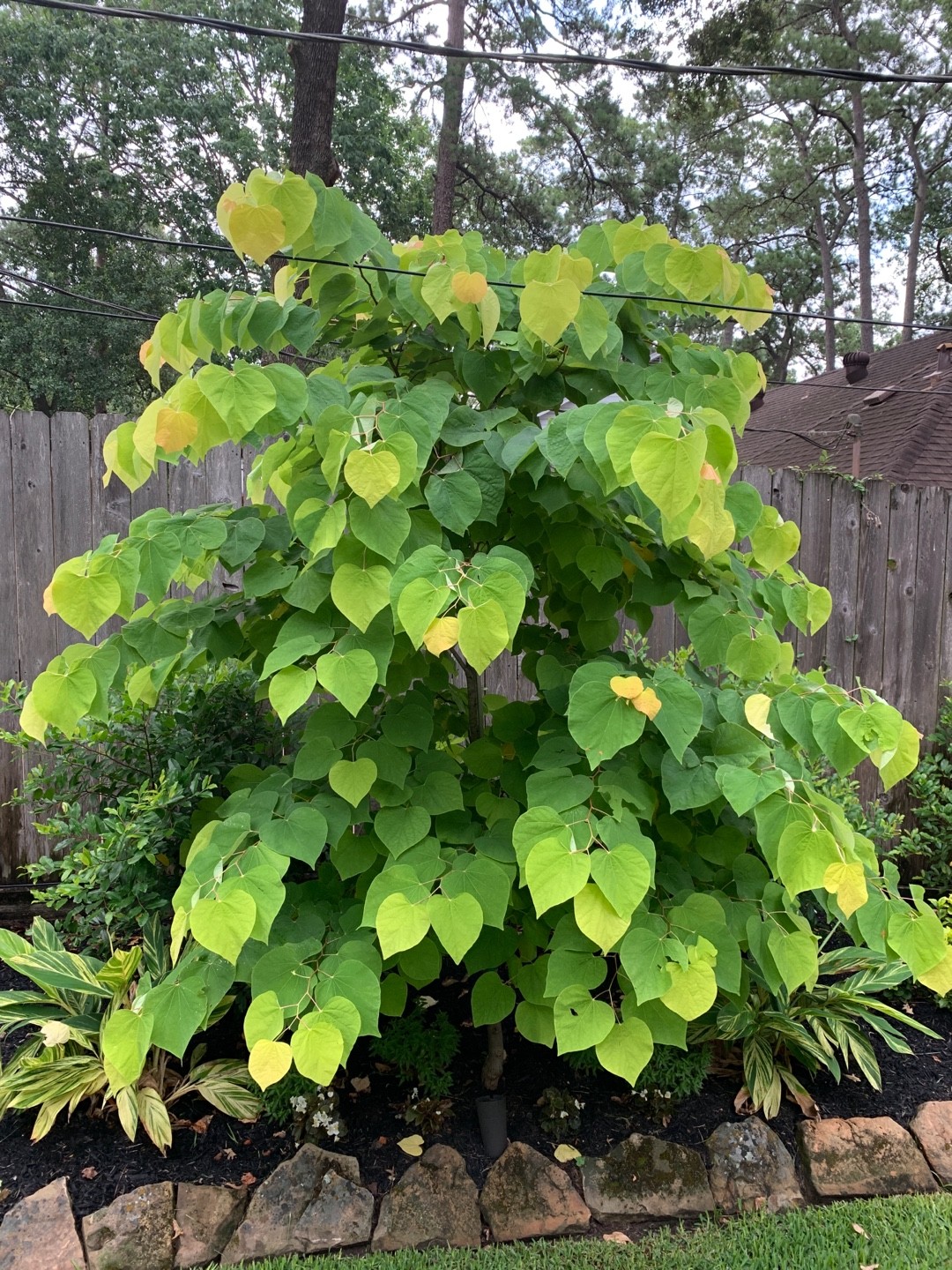 Cercis canadensis 'Hearts of Gold' (Cercis canadensis 'Hearts of Gold ...