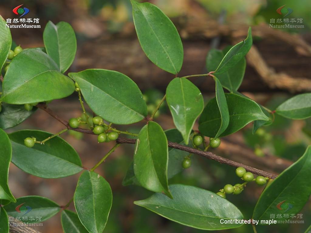 Zanthoxylum nitidum (Zanthoxylum nitidum) - PictureThis