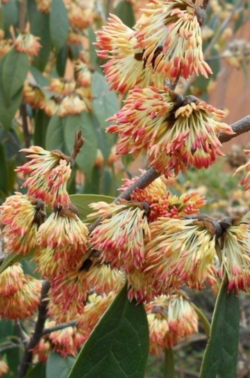 Chinese fighazel (Sycopsis sinensis) Flower, Leaf, Care, Uses - PictureThis