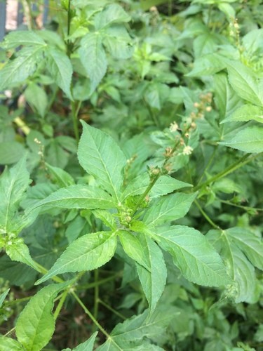 Astraea lobata - PictureThis