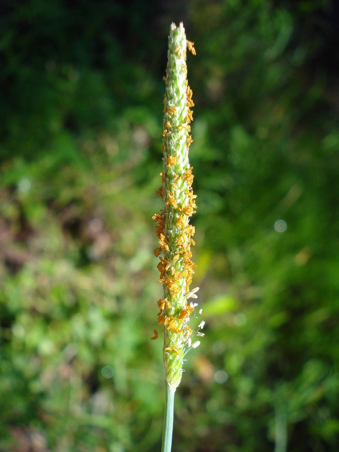 Alopecurus aequalis - PictureThis