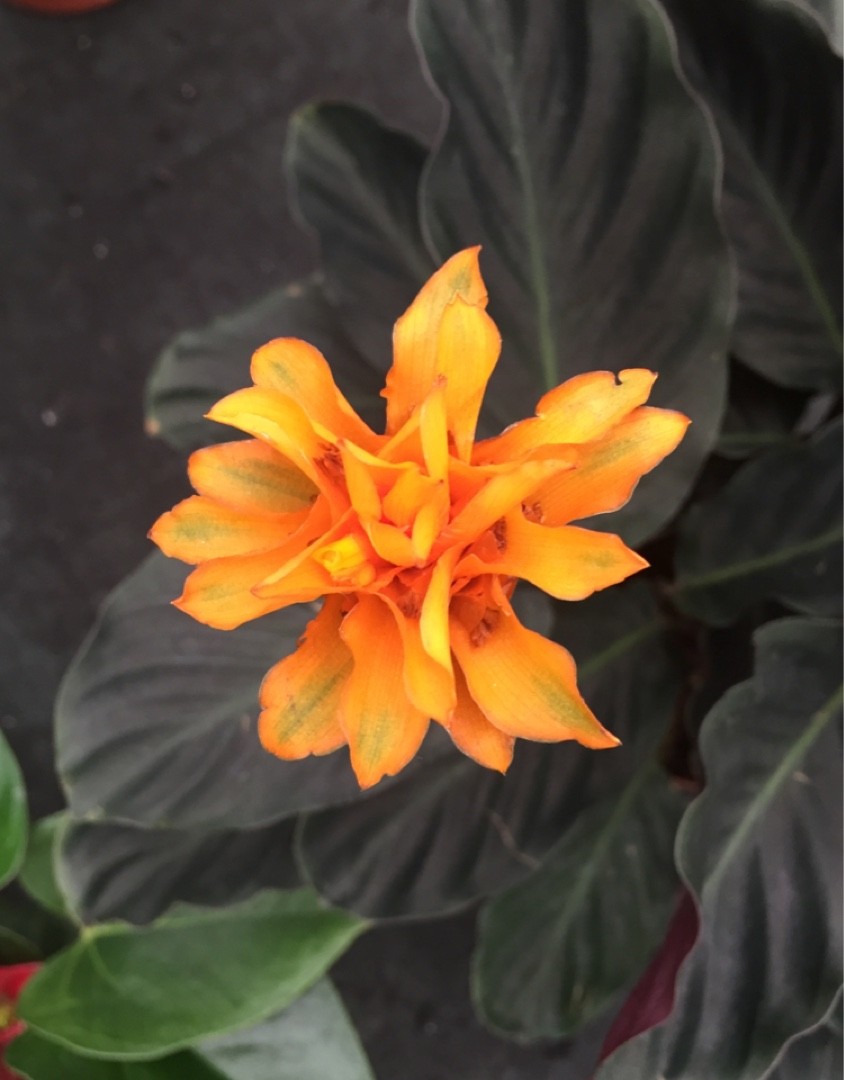 Goeppertia crocata - PictureThis