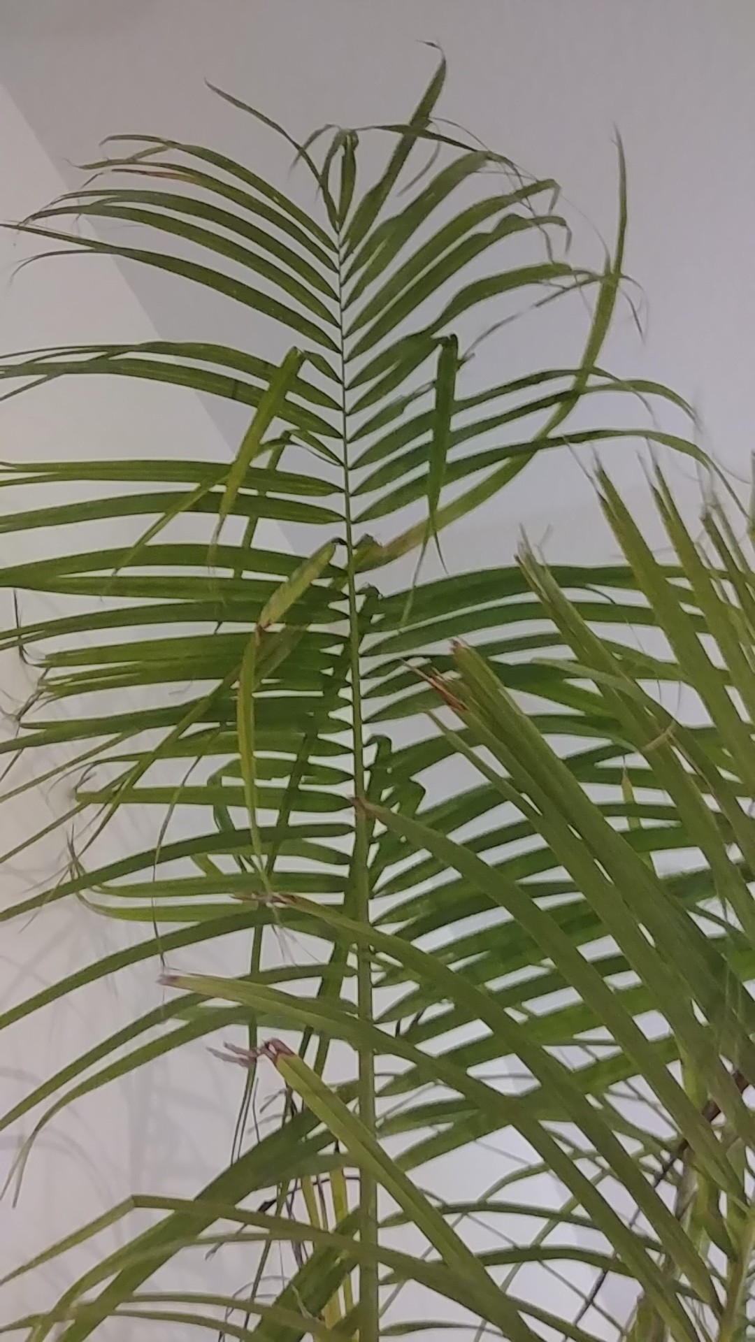 Reed palm Care (Watering, Fertilize, Pruning, Propagation) - PictureThis