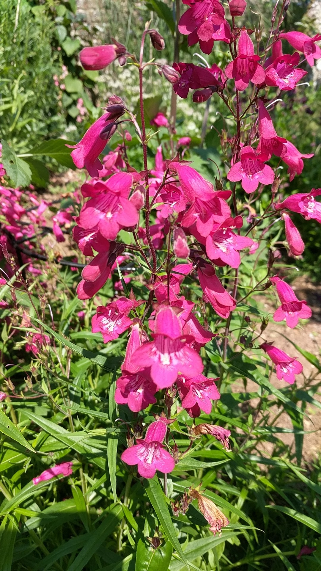 Penstemon campanulatus 'Garnet' - PictureThis