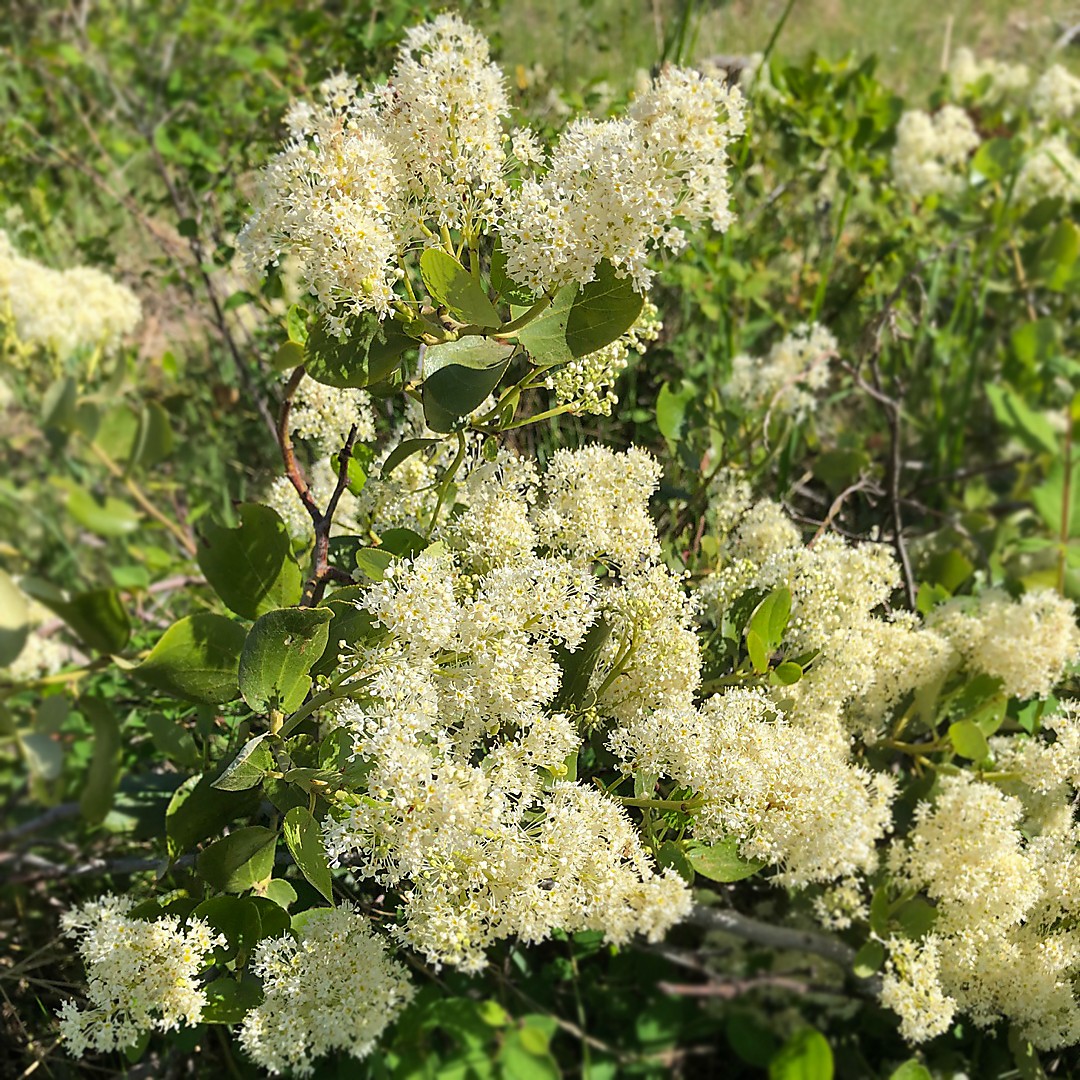 Ceanothus velutinus - PictureThis