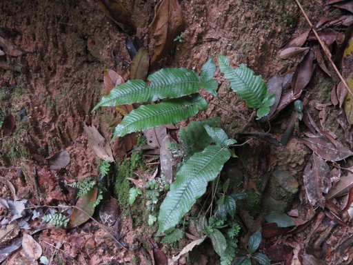 Pronephrium - PictureThis