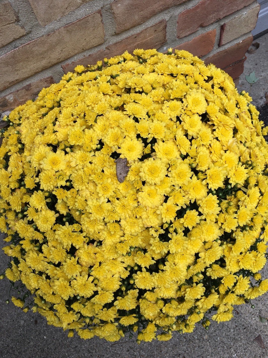 Chrysanthemum 'Jasoda Yellow' - PictureThis