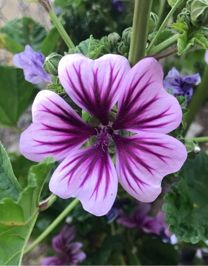 Malva cathayensis - PictureThis