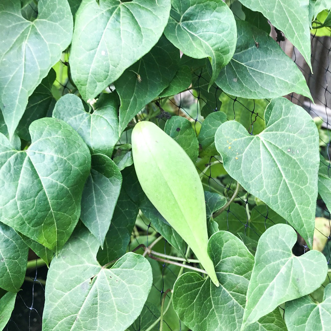 Cynanchum (Cynanchum) - PictureThis