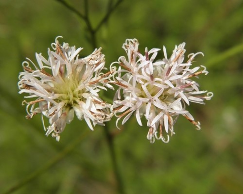 Palafoxia integrifolia - PictureThis