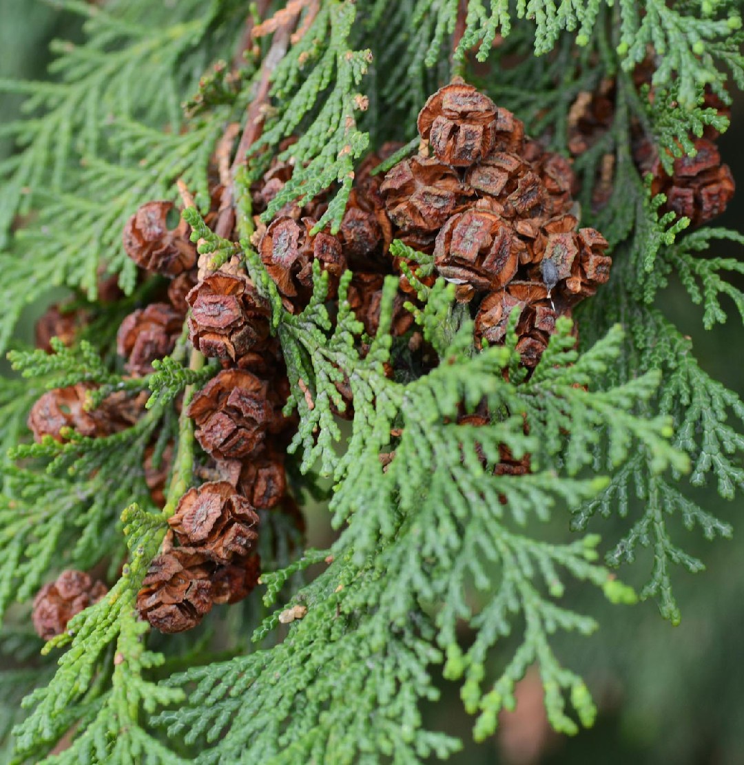 Chamaecyparis obtusa (Chamaecyparis obtusa) - PictureThis