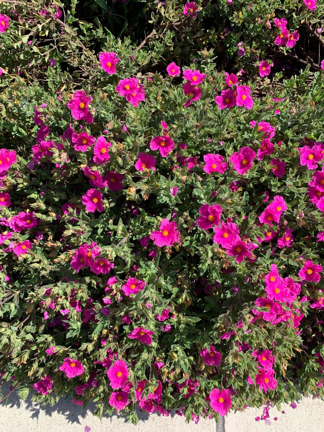Helianthemum nummularium 'Raspberry Ripple' 照顧，繁殖，開花時間 - PictureThis