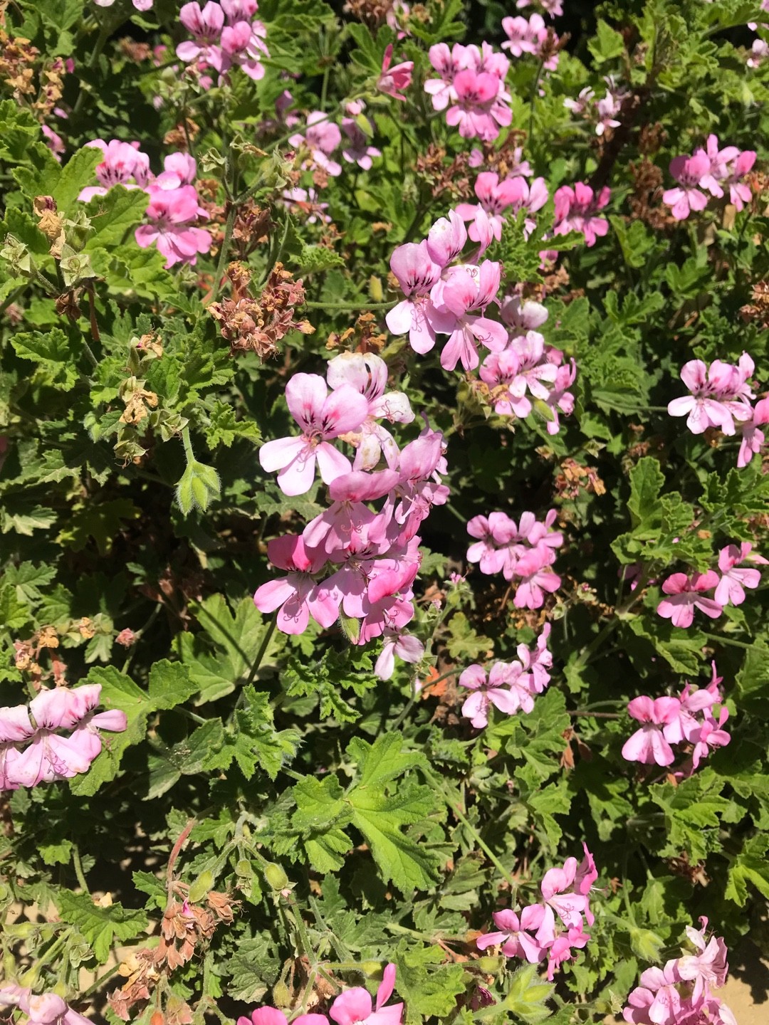 Pelargonium graveolens 'Sweet Mimosa' - PictureThis