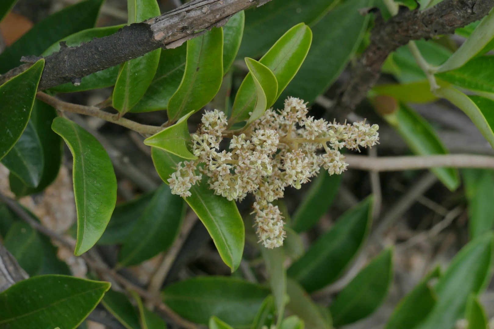 Embelia ribes - PictureThis