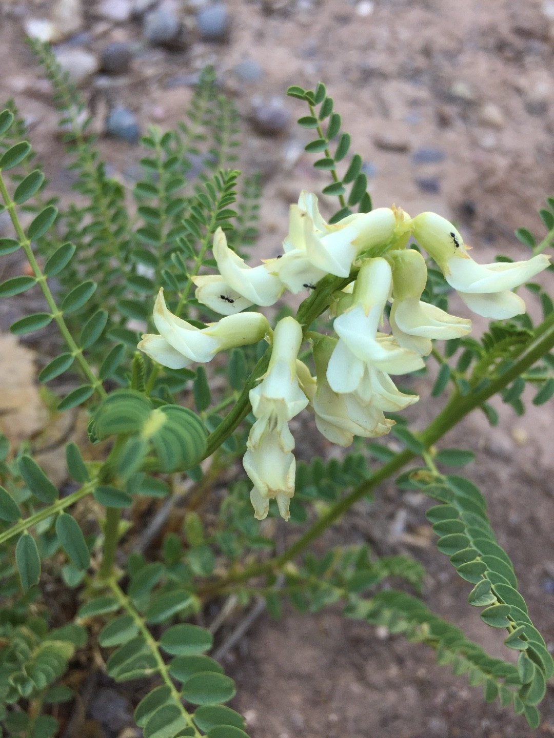 Astragalus trichopodus - PictureThis