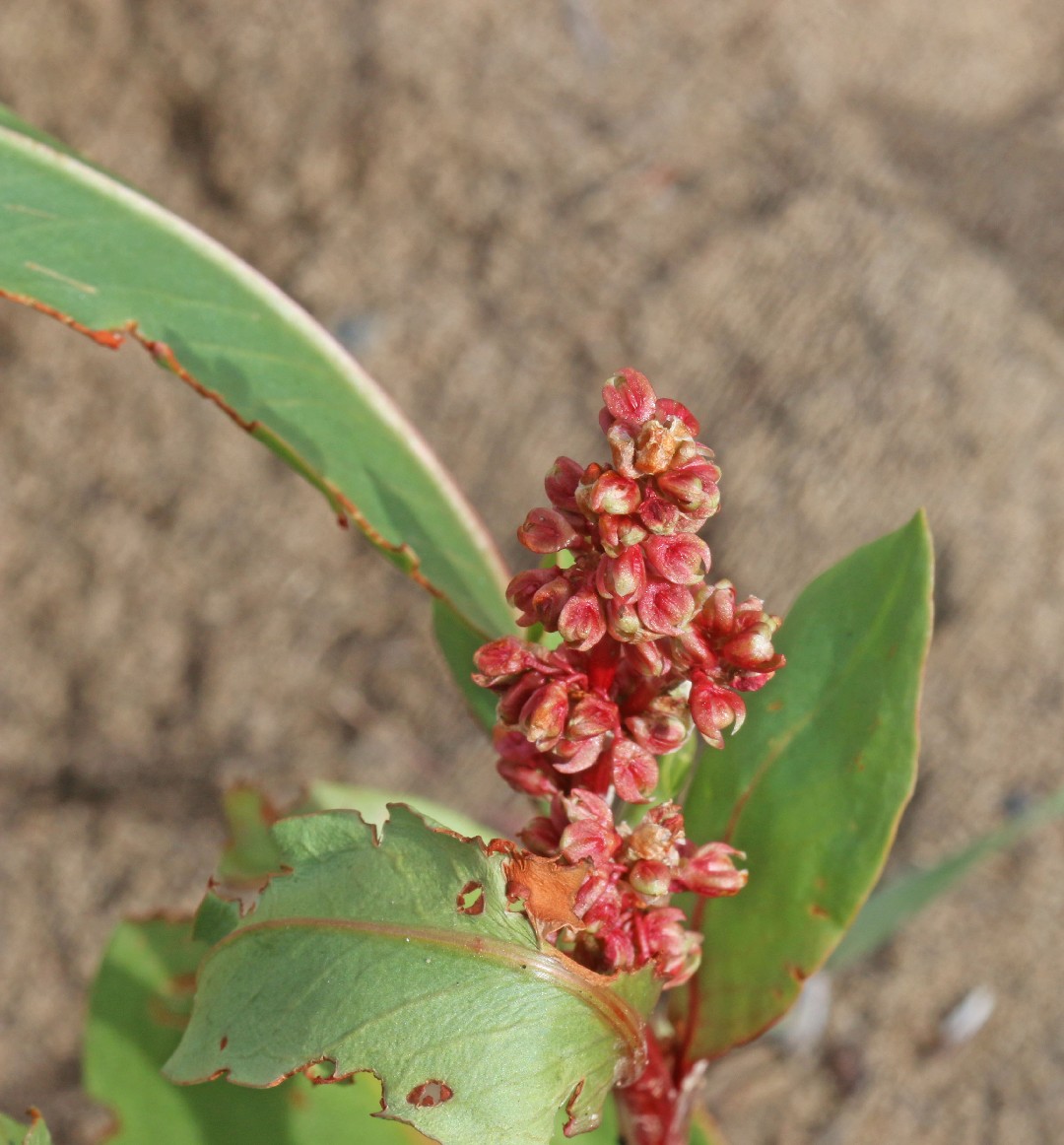 Rumex venosus (Rumex venosus) - PictureThis