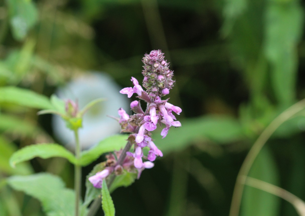 Stachys riederi var. japonica Flower, Leaf, Uses - PictureThis