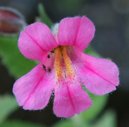Gran flor de mono púrpura (Erythranthe lewisii) - PictureThis