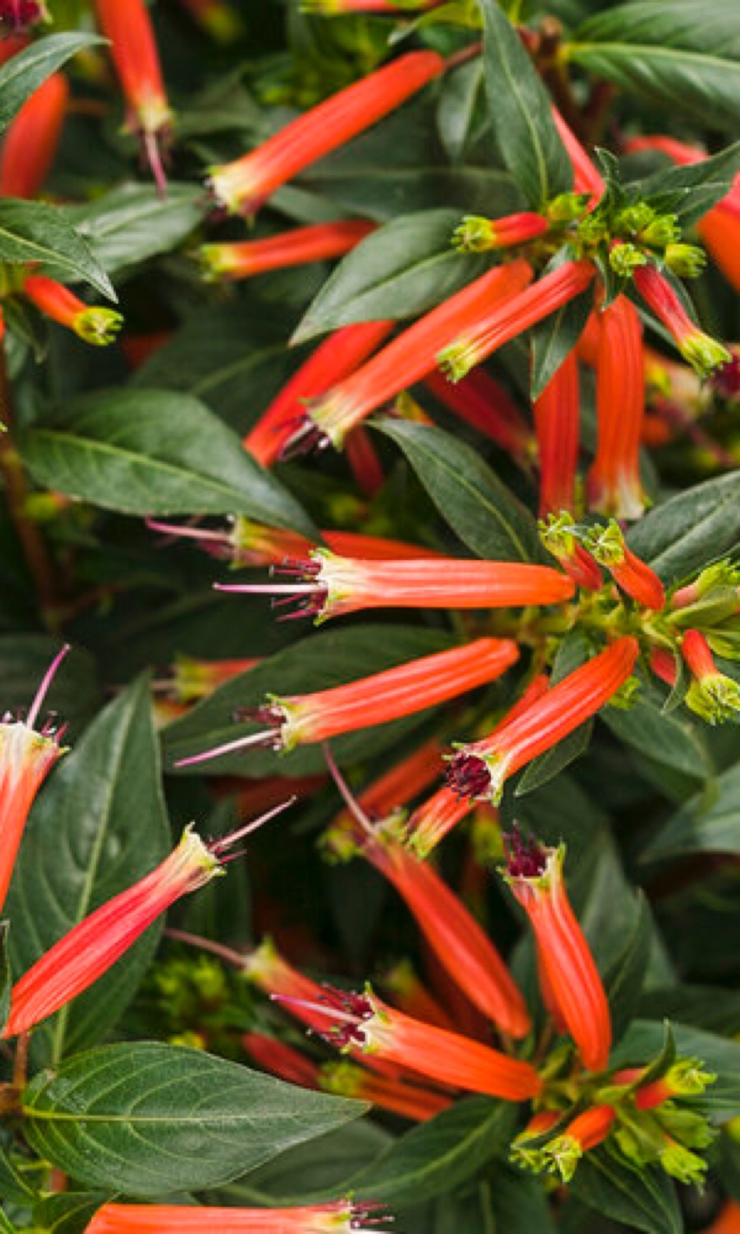 Cuphea (Cuphea) - PictureThis