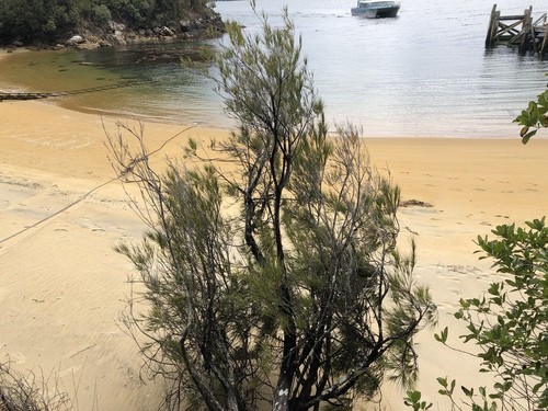 Dracophyllum longifolium - PictureThis