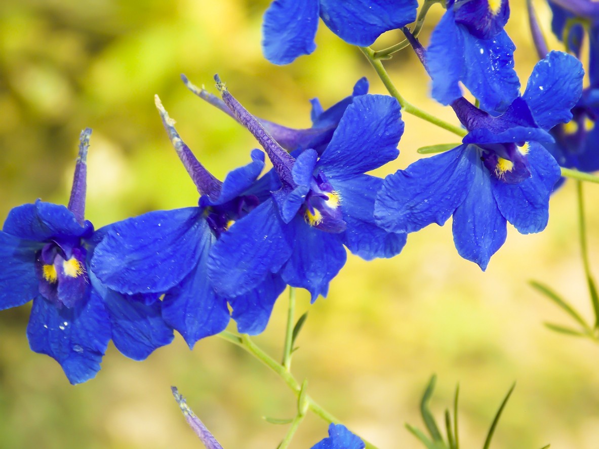 Delphinium tatsienense Flower, Leaf, Uses - PictureThis