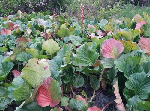 Bergenia Ciliata