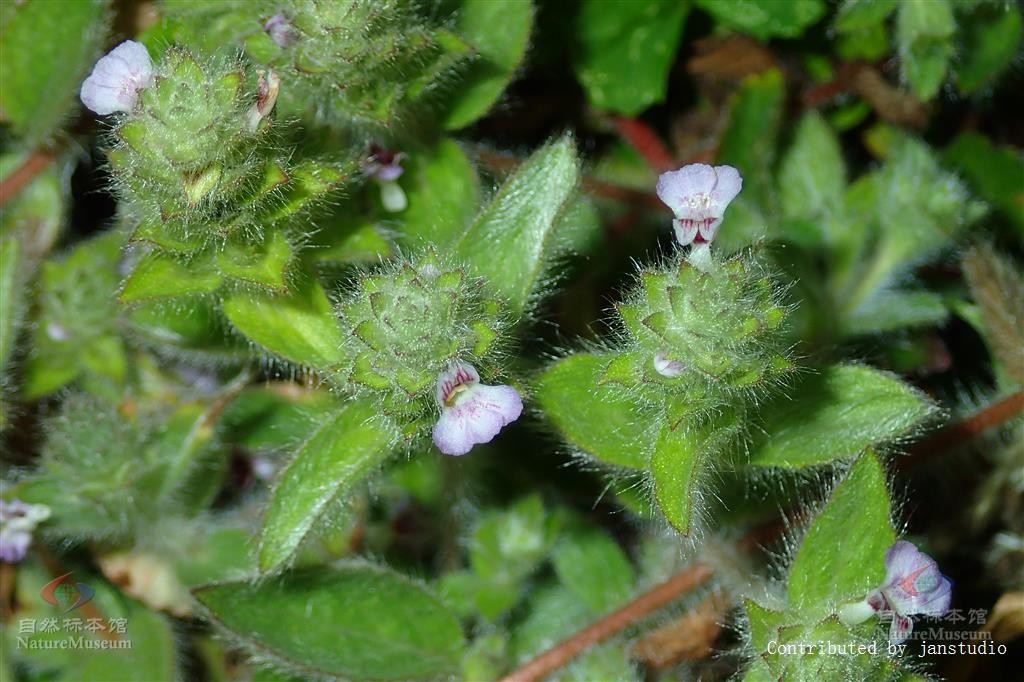 Lepidagathis incurva - PictureThis