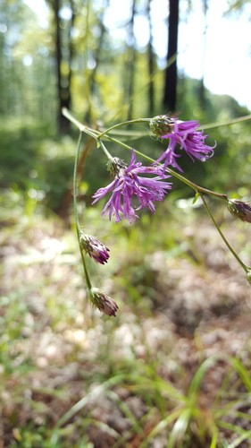 Vernonia angustifolia - PictureThis