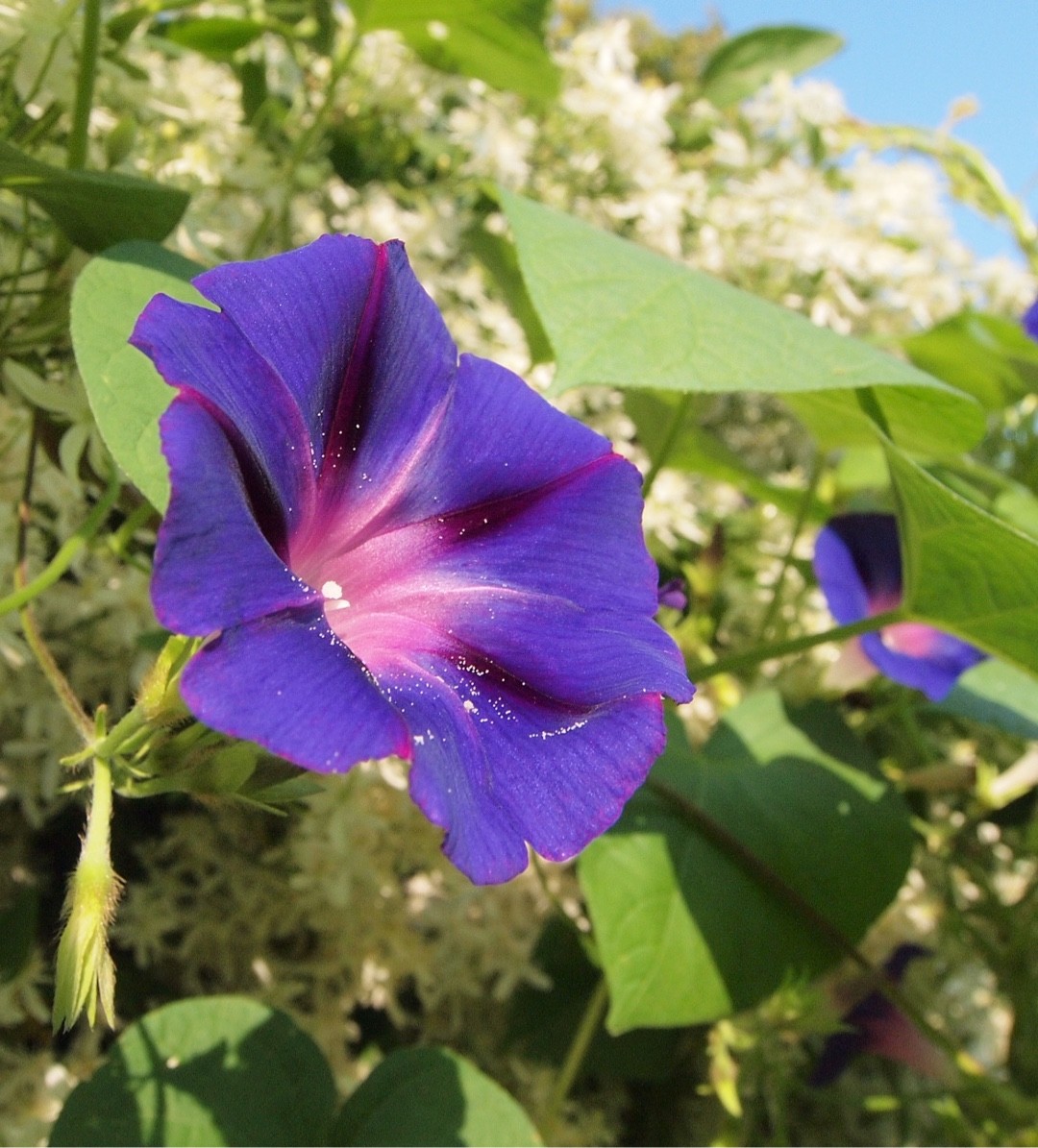 Ipomoea nil 'Grandpa Ott' - PictureThis