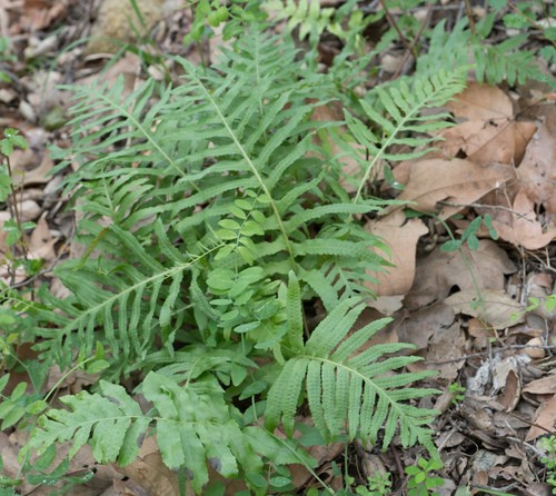 Polypodium (Polypodium) - PictureThis