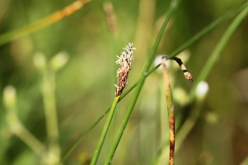 Common spikerush (Eleocharis palustris) Flower, Leaf, Uses - PictureThis