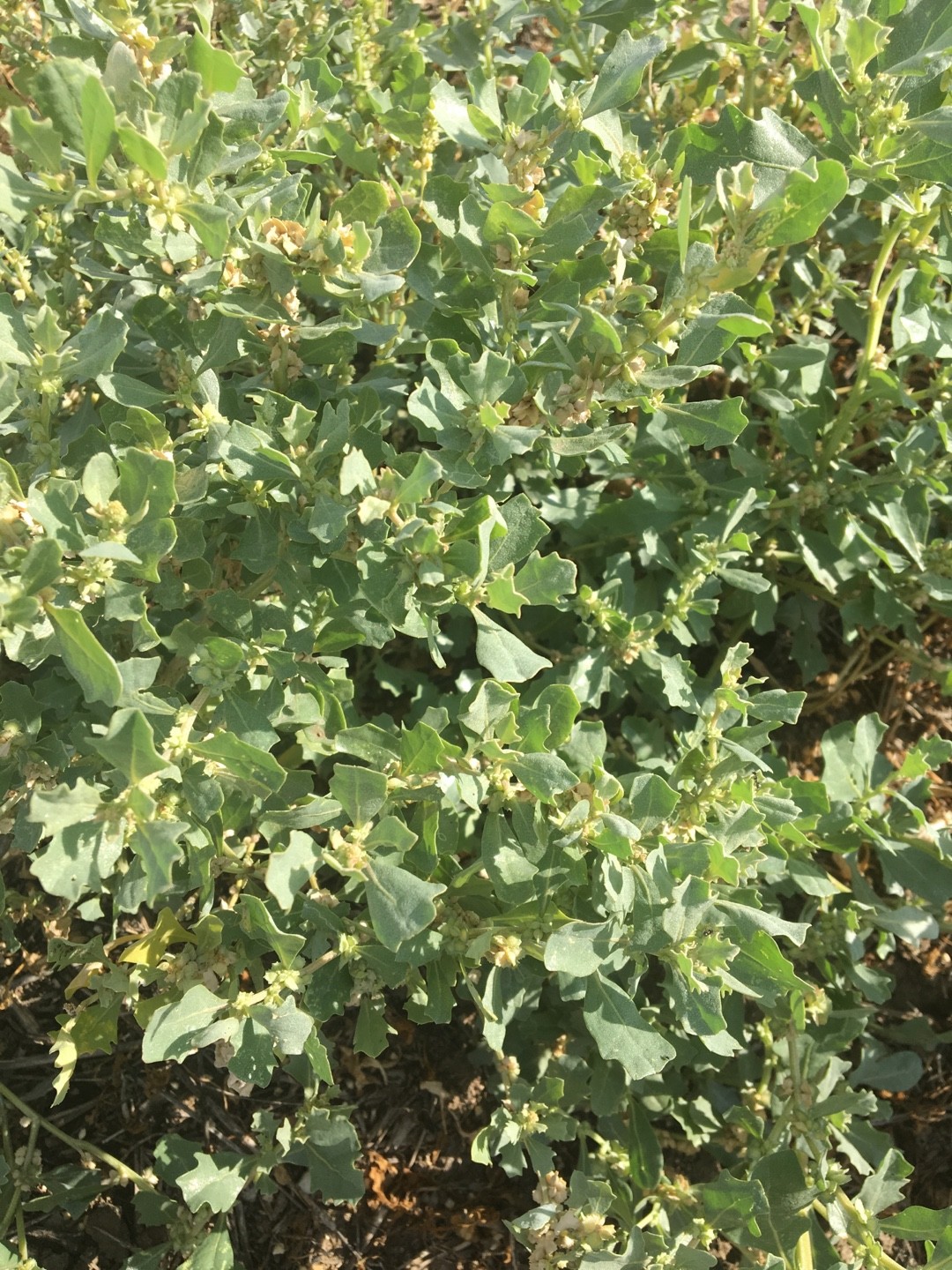 PictureThis - (Atriplex) Atriplex