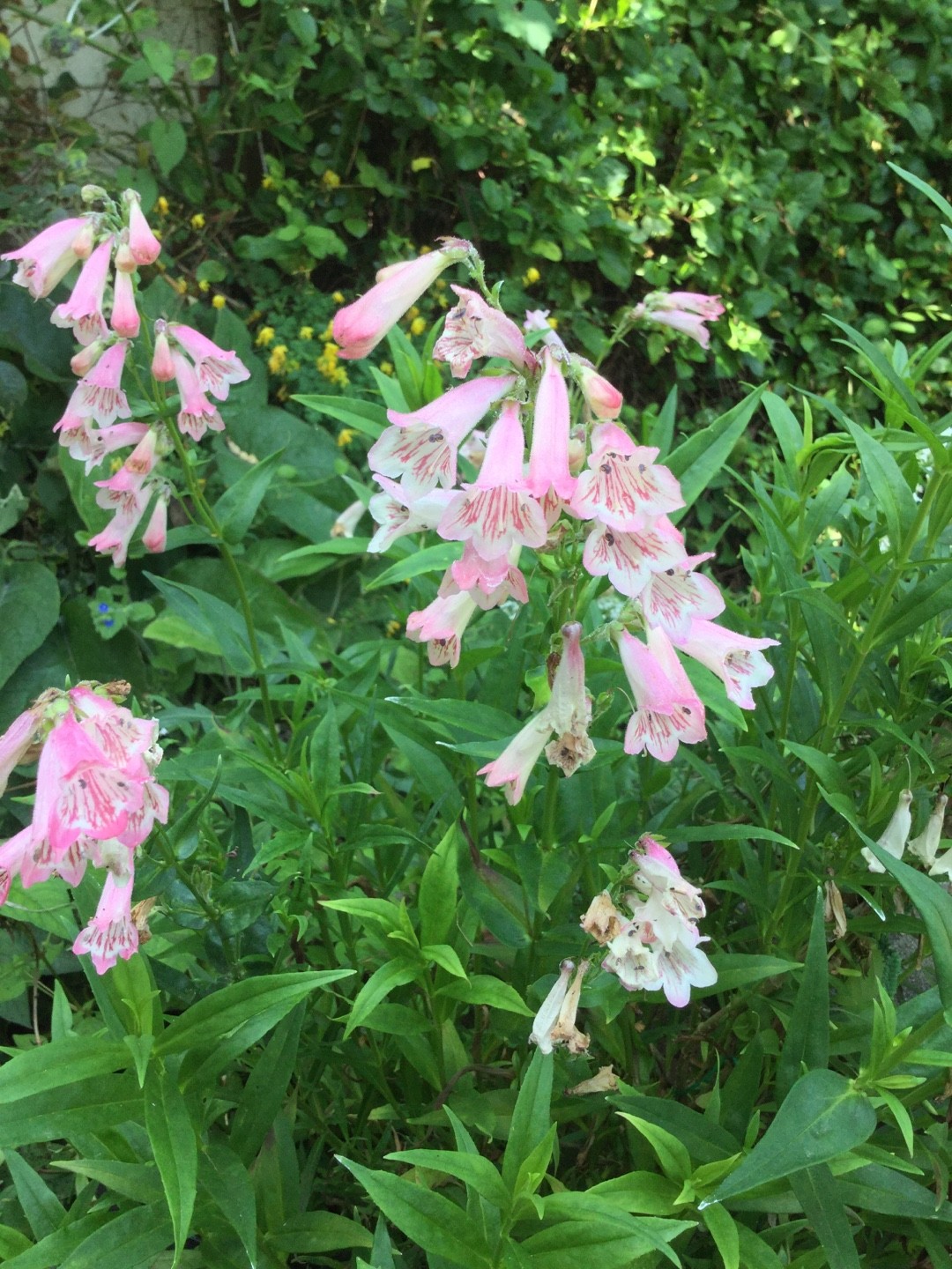 펜스테몬 (Penstemon) - PictureThis