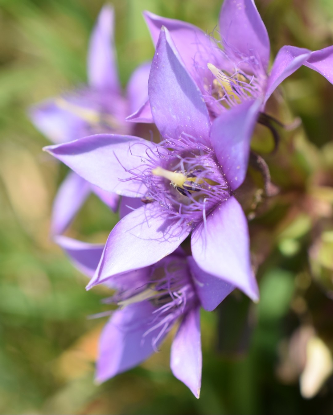 Field gentian (Gentianella campestris) Flower, Leaf, Care, Uses ...