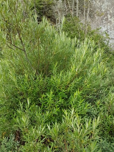 Salix pellita - PictureThis