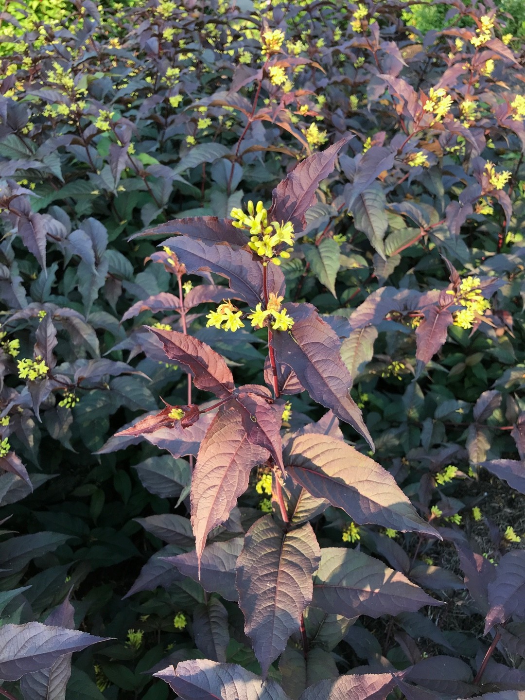 Diervilla × splendens 'El Madrigal' 花言葉，学名，よくある質問 - PictureThis