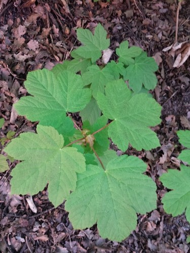 Arce blanco (Acer pseudoplatanus) - PictureThis