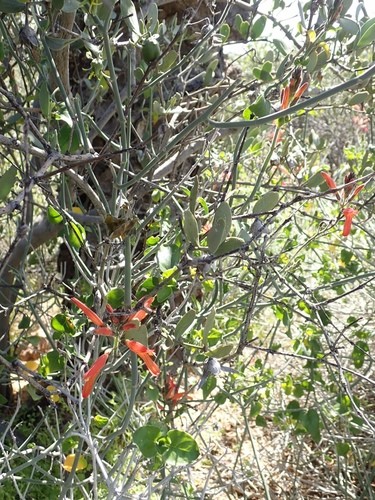 Simmondsia chinensis - PictureThis