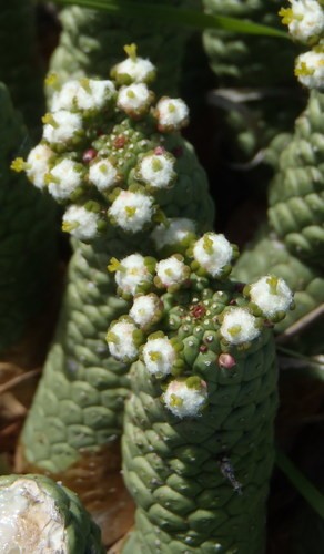 Euphorbia esculenta - PictureThis