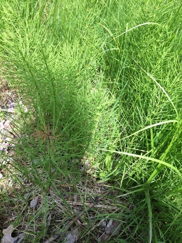 スギナ (Equisetum arvense) 花言葉，毒性，よくある質問 - PictureThis