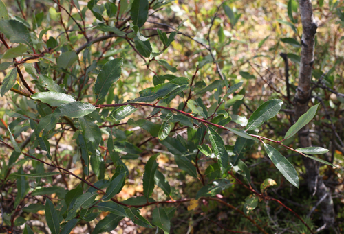 Tea-leaved willow (Salix phylicifolia) Flower, Leaf, Care, Uses ...