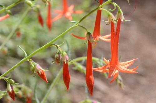 How to Plant and Grow Scarlet gilia(Ipomopsis aggregata)