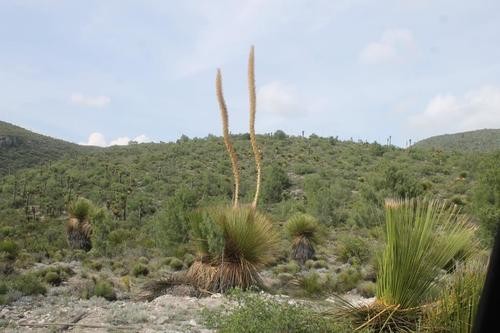 Sotols Care (Watering, Fertilize, Pruning, Propagation) - PictureThis