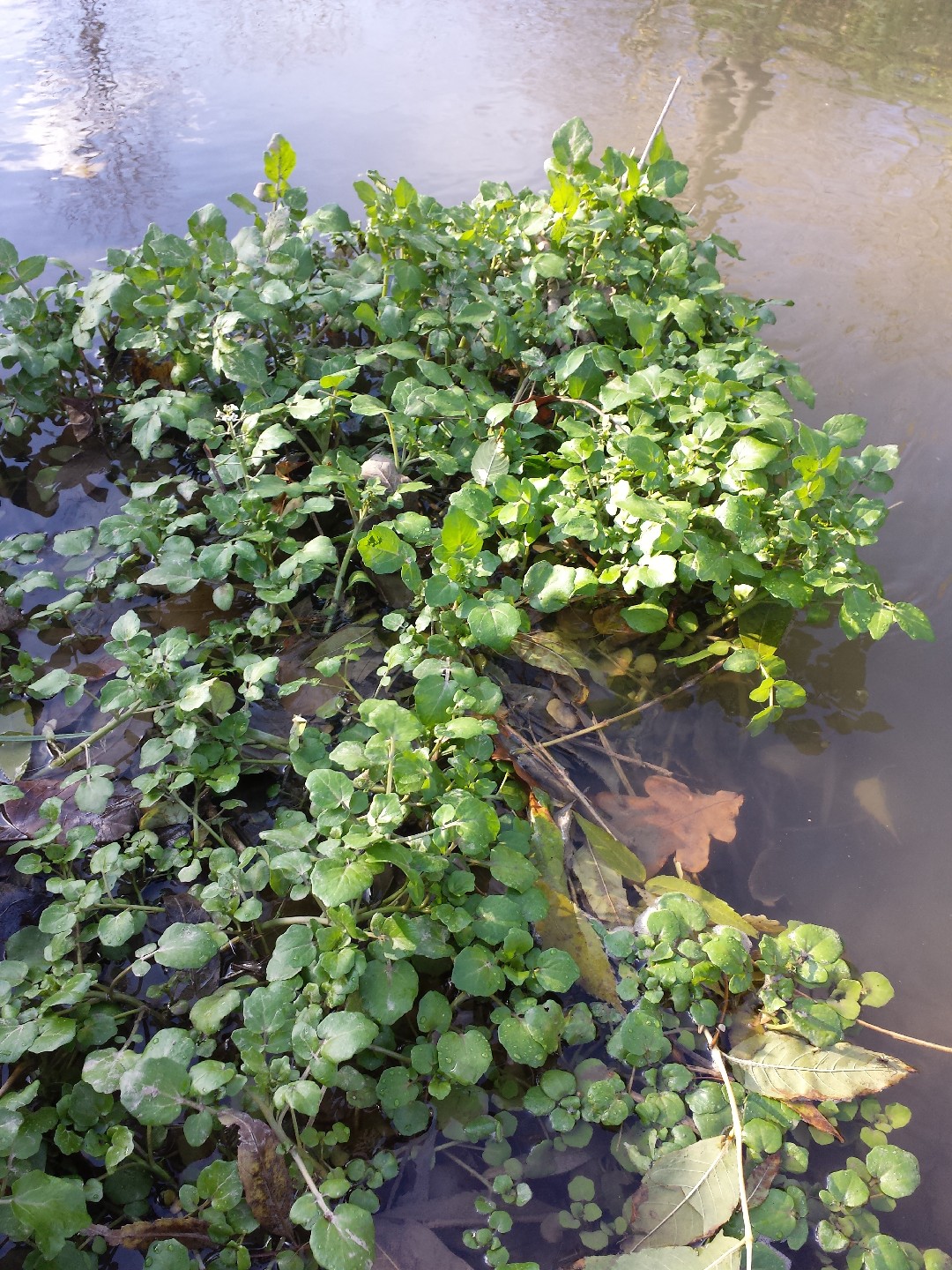 Cultivo De Berros En Agua