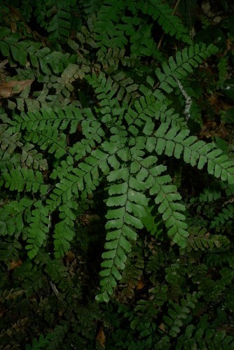 Maidenhair (Adiantum cunninghamii) Flower, Leaf, Care, Uses - PictureThis