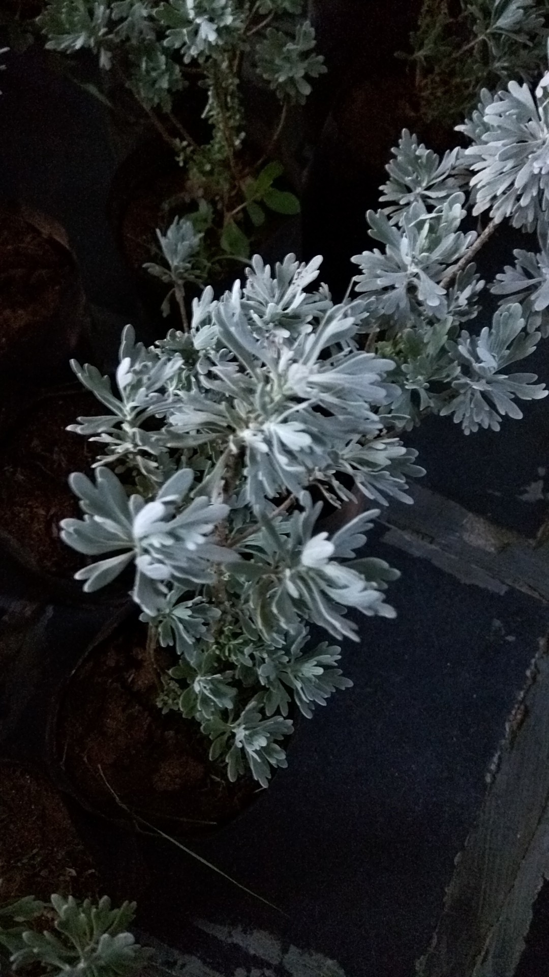 Crossostephium Care (Watering, Fertilize, Pruning, Propagation) - PictureThis