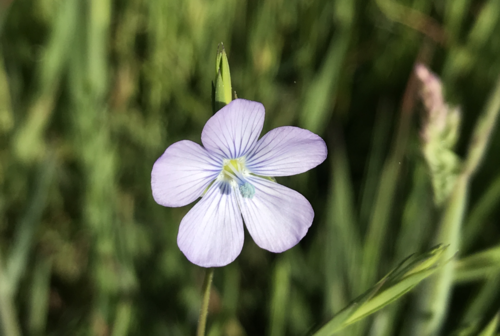 Pale flax (Linum bienne) Flower, Leaf, Care, Uses - PictureThis