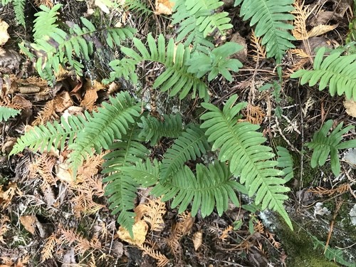Polypodies Care (Watering, Fertilize, Pruning, Propagation) - PictureThis